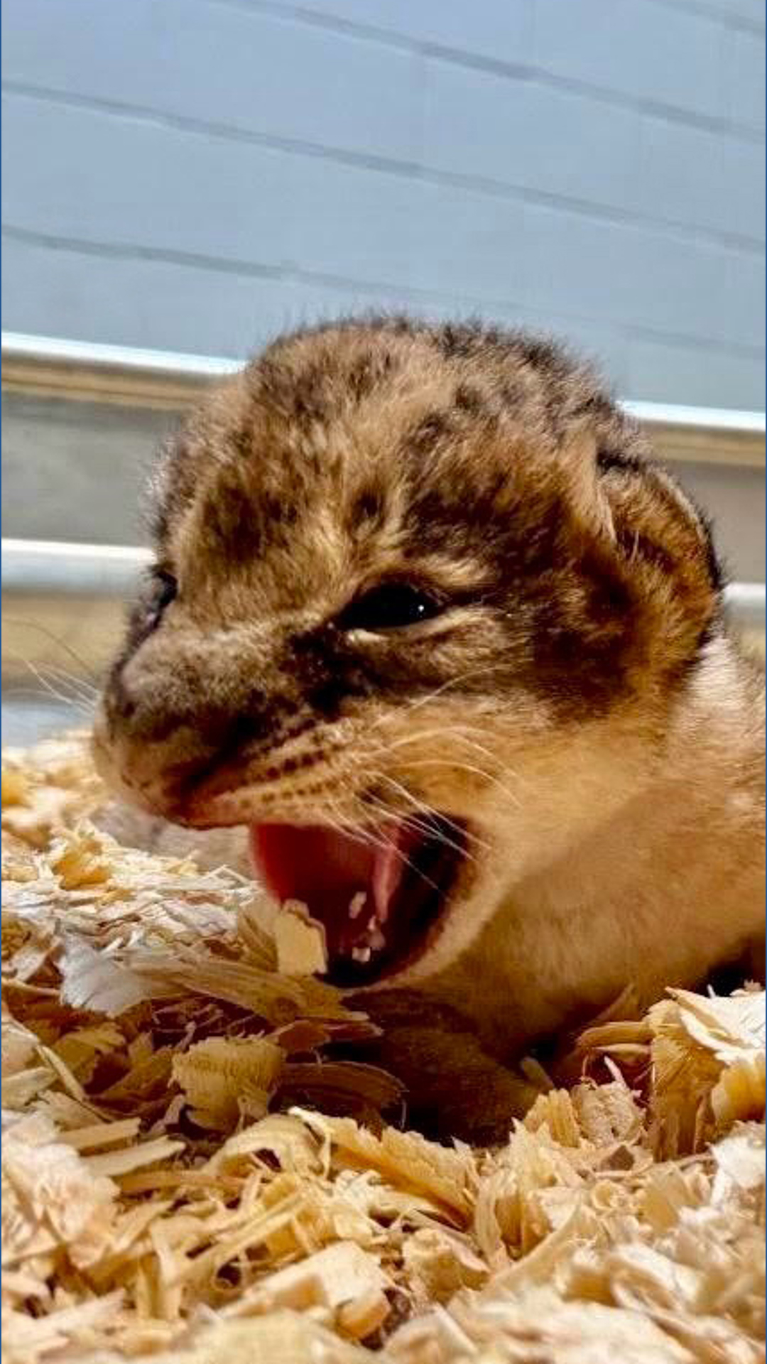 Audubon Zoo announces birth of 3 African lion cubs | wwltv.com