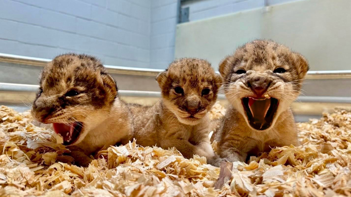 Audubon Zoo announces birth of 3 African lion cubs | wwltv.com