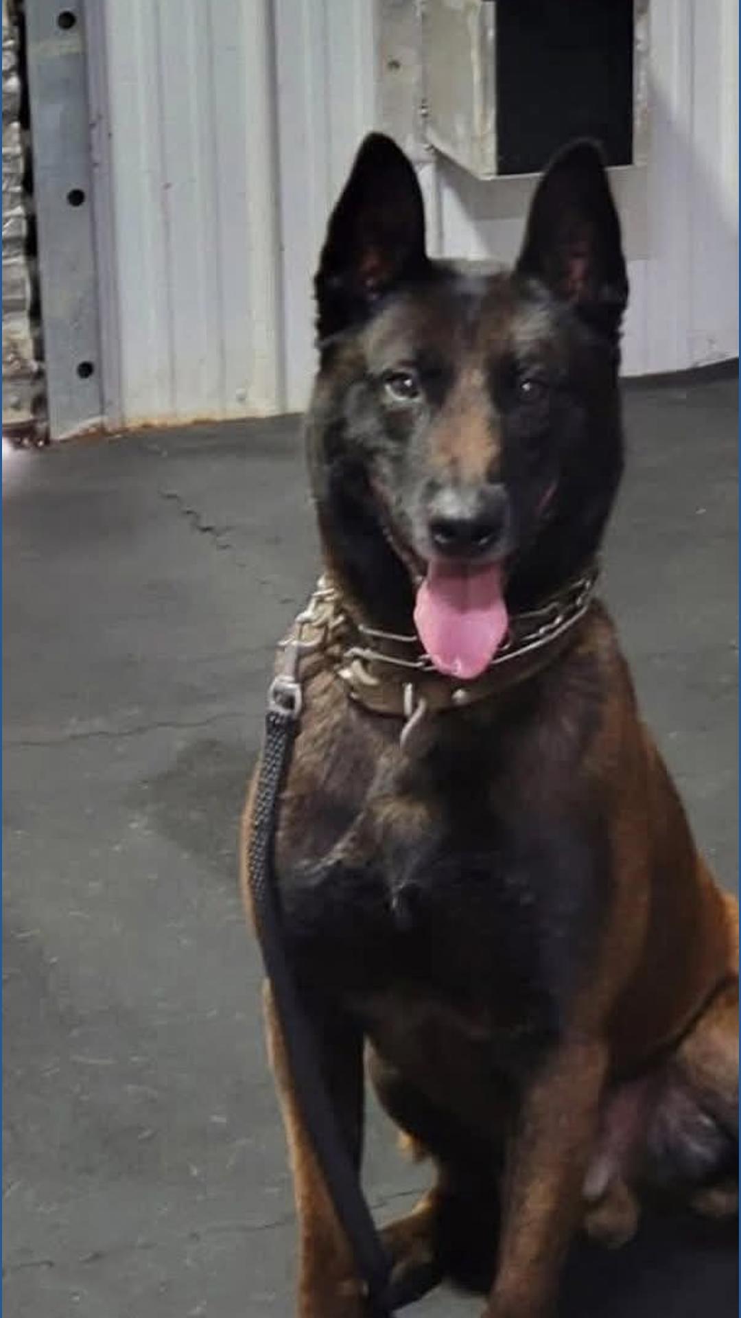 Orleans Parish Sheriff’s Office mourns the passing of beloved K-9 'Rex ...