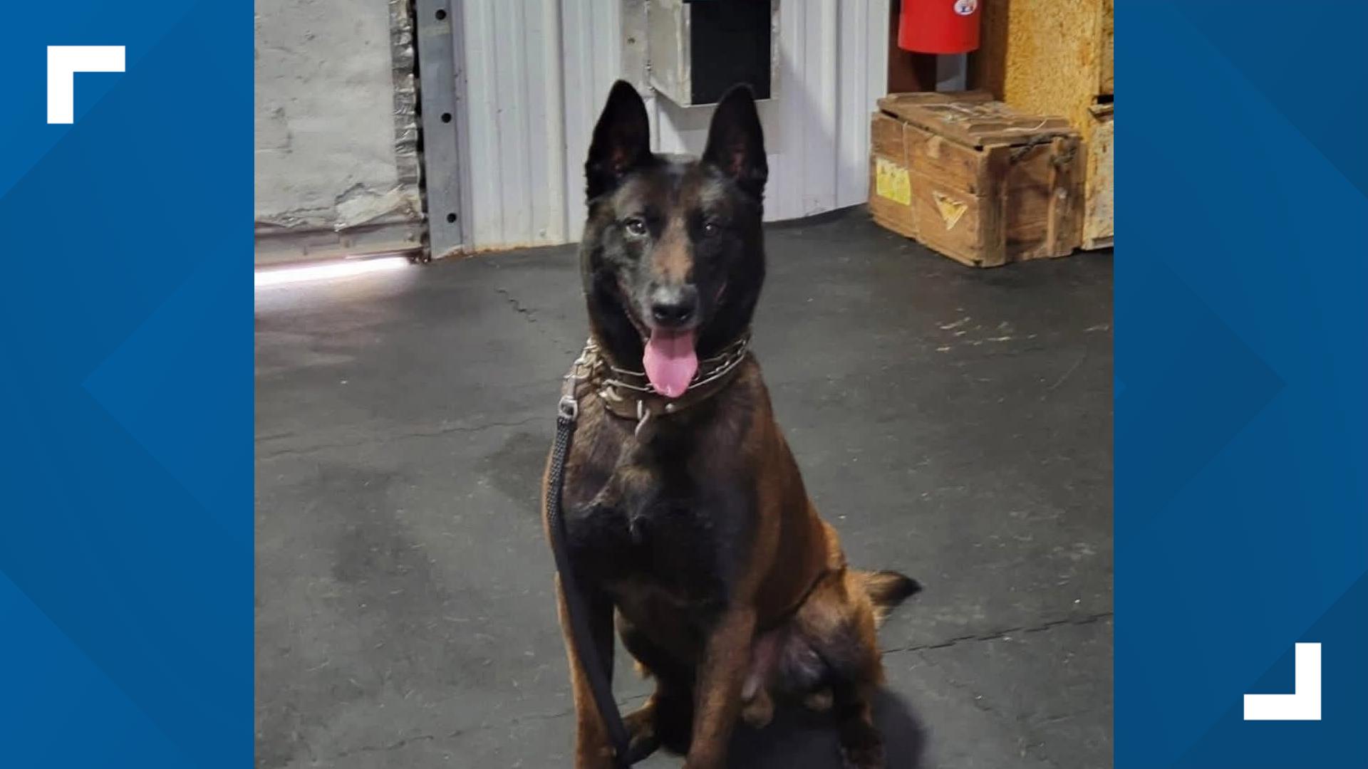 Orleans Parish Sheriff’s Office mourns the passing of beloved K-9 'Rex ...