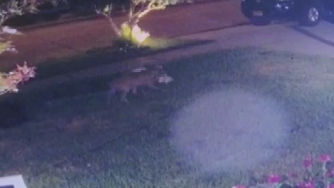 Coyotes caught on camera in Metairie killing cats and ducks | wwltv.com
