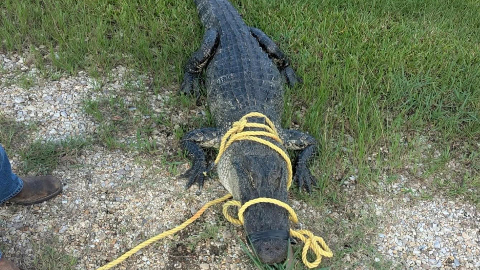Livingston Parish deputy captures 9-foot alligator on Bear Island ...