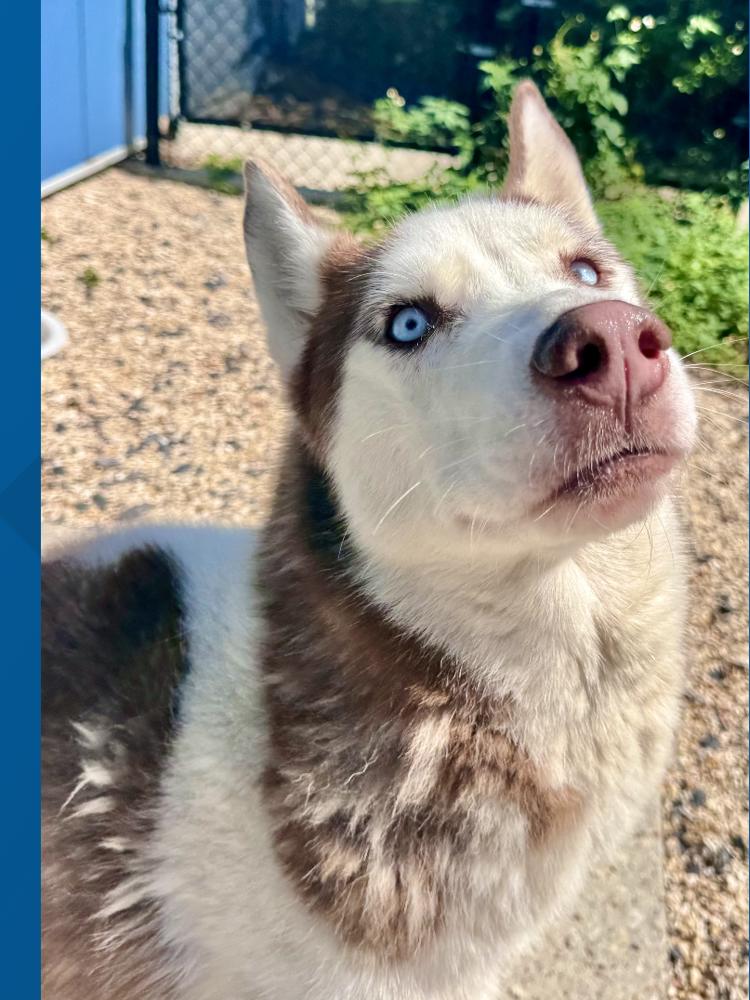LASPCA calls for help after Plaquemines shelter AC failure forces pet ...