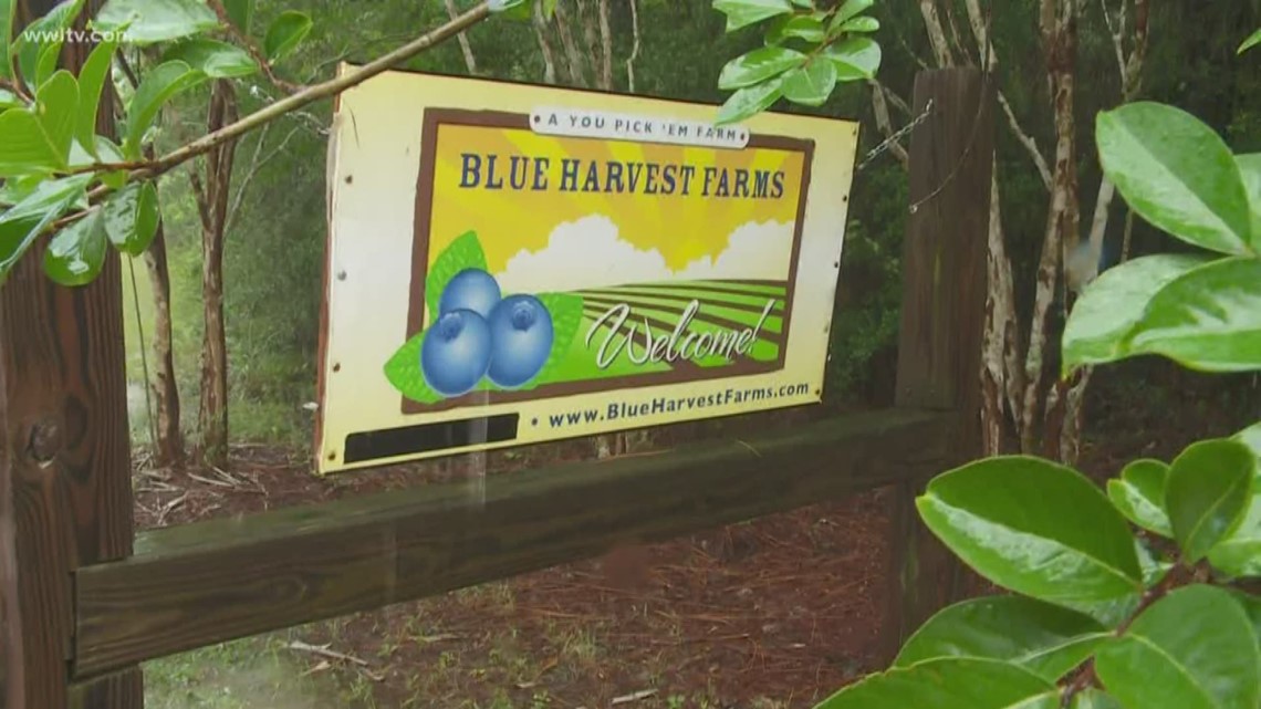 Access Code 70431: Picking Blueberries at Blue Harvest Farms | wwltv.com
