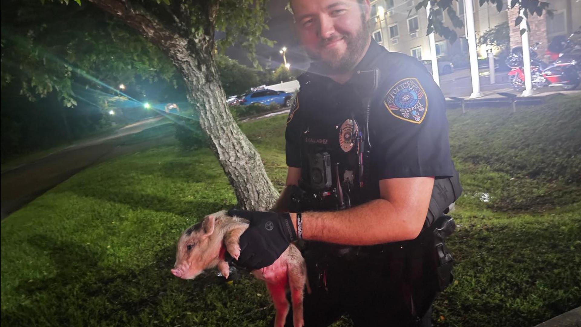 Slidell officers respond to an unusual call after a piglet is found ...