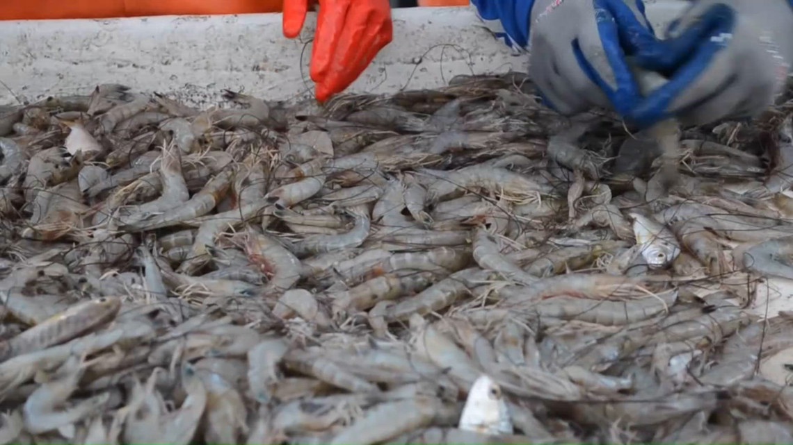Gov. Landry signs seafood labeling bill aimed to protect Louisiana ...
