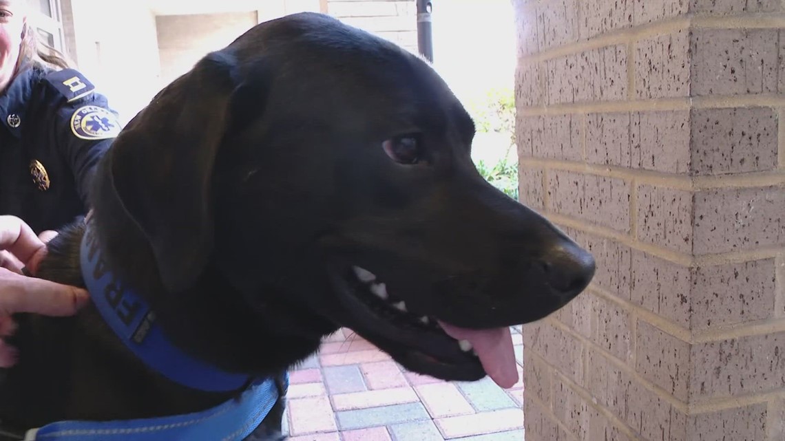 Meet Frank; New Orleans EMS comfort dog | wwltv.com