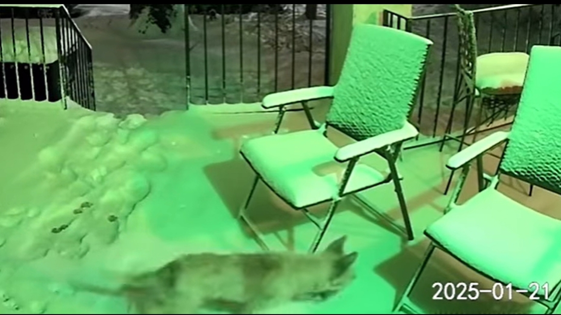 Elusive dog scrim spotted in Mid-City during snowstorm | wwltv.com