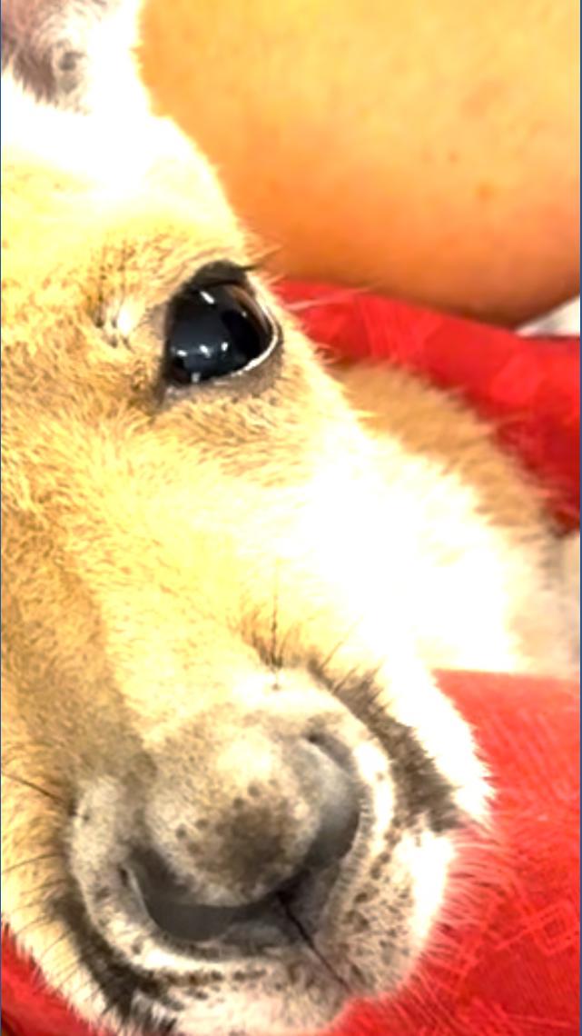 Popcorn the Kangaroo promotes new Walkabout at Global Wildlife Center ...