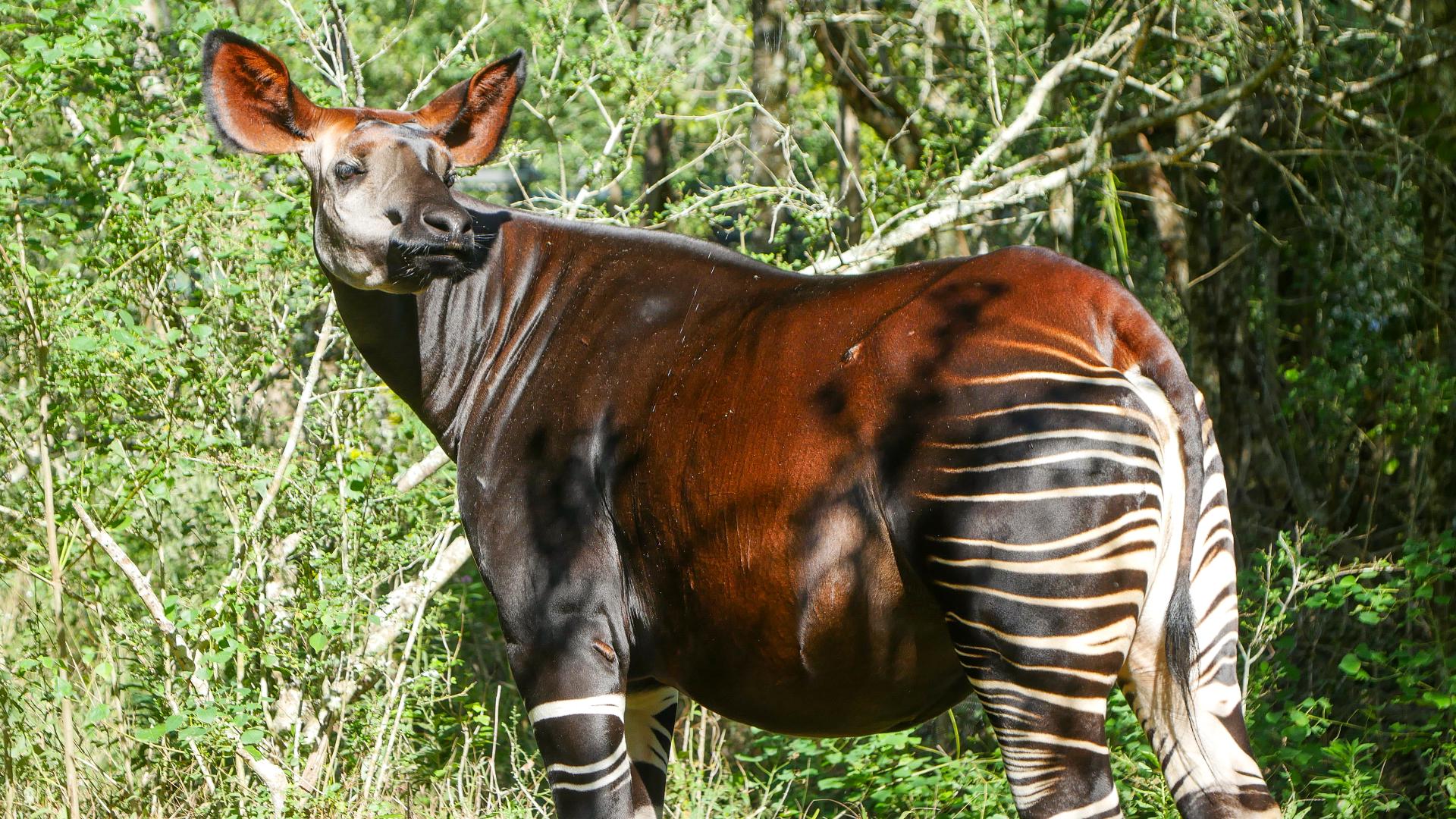 Endangered Okapi 'Asili' Pregnant at Audubon Institute | wwltv.com