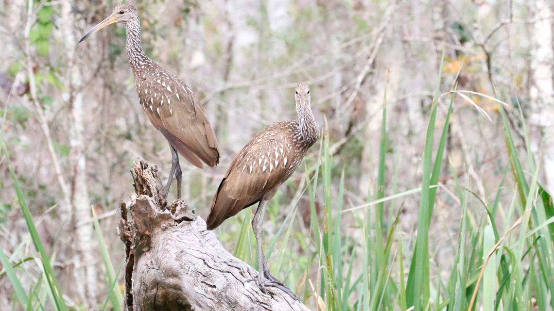 Birds living in 2 states may be settling in Louisiana, too | wwltv.com