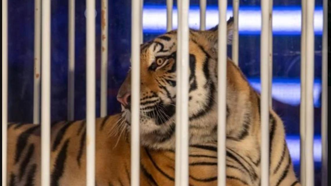 Here's what happened with the live tiger at LSU vs. Alabama game | wwltv.com