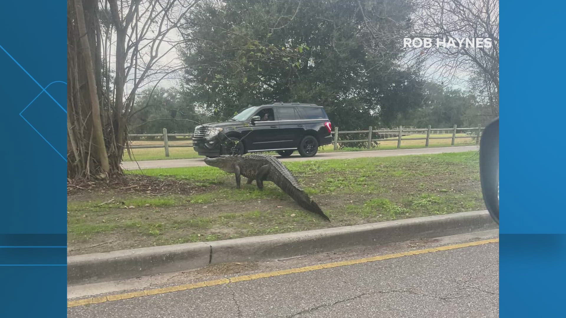 Alligator spotted near New Orleans City Park | wwltv.com