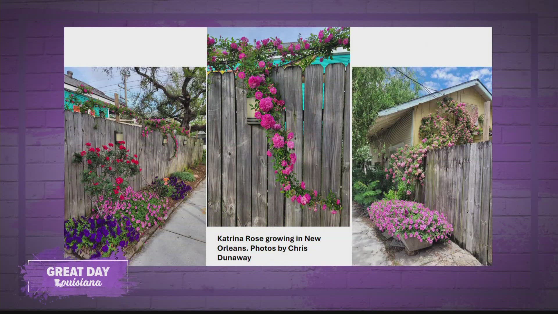 The Story Behind The Katrina Rose | wwltv.com