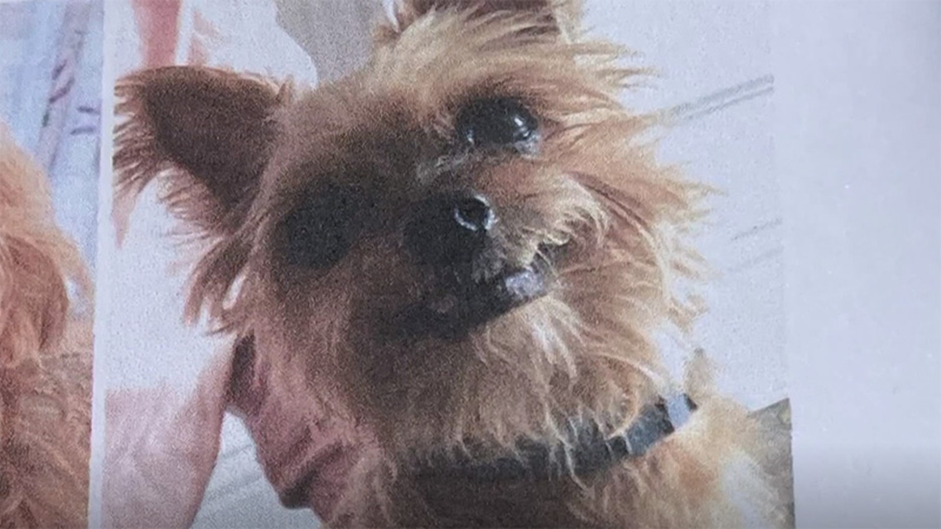 Ring doorbell video shows dog taken from elderly woman's porch | wwltv.com