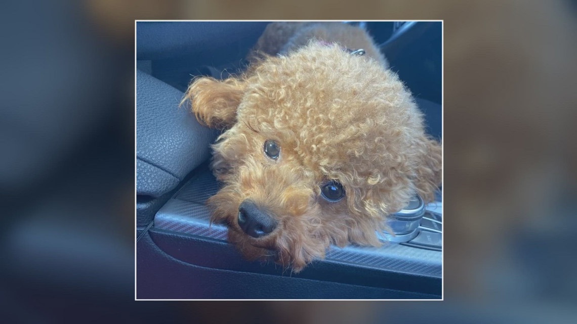 Missing dog from Philly found in New Orleans, returned to owner | wwltv.com