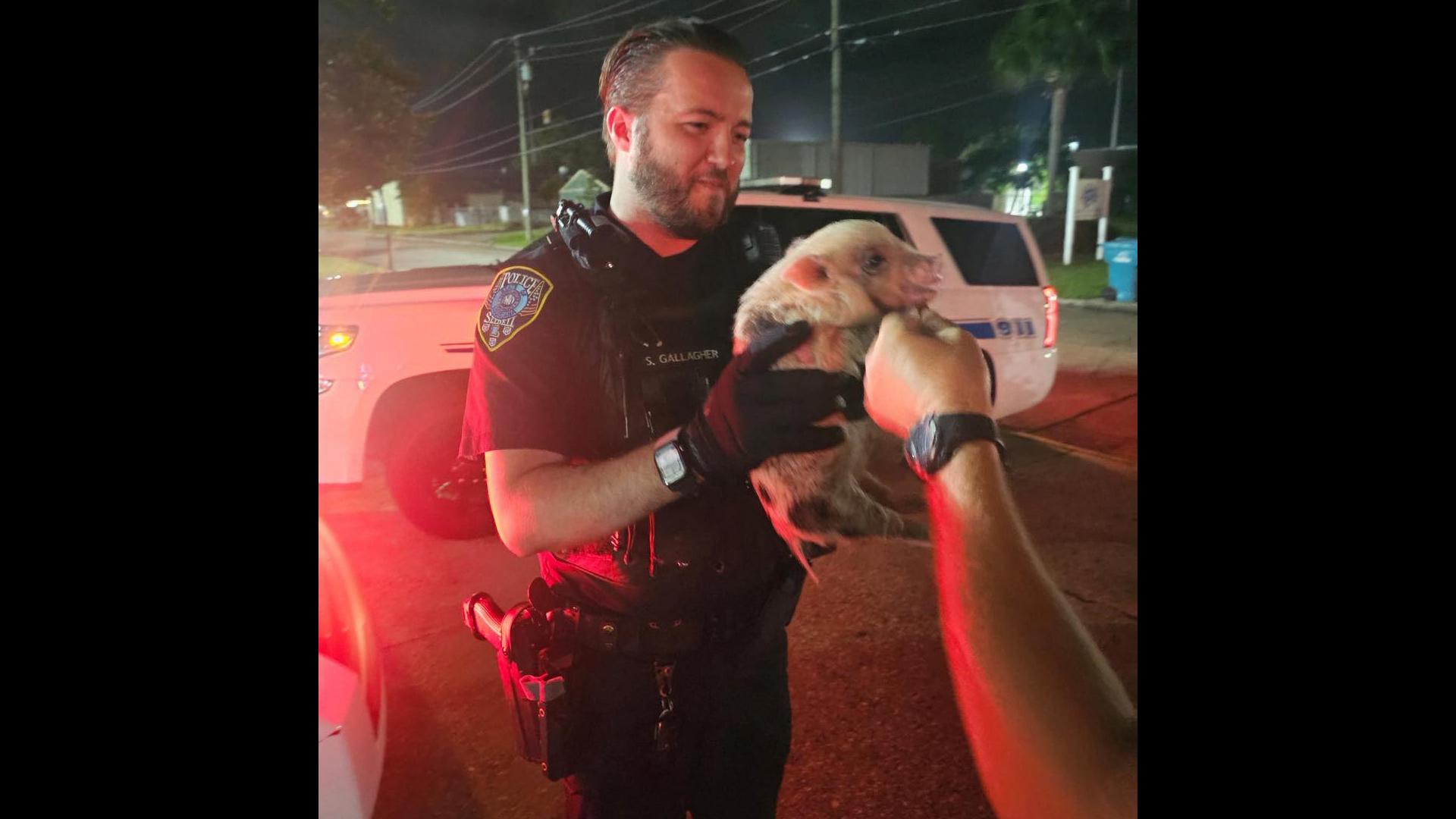 Slidell officers respond to an unusual call after a piglet is found ...