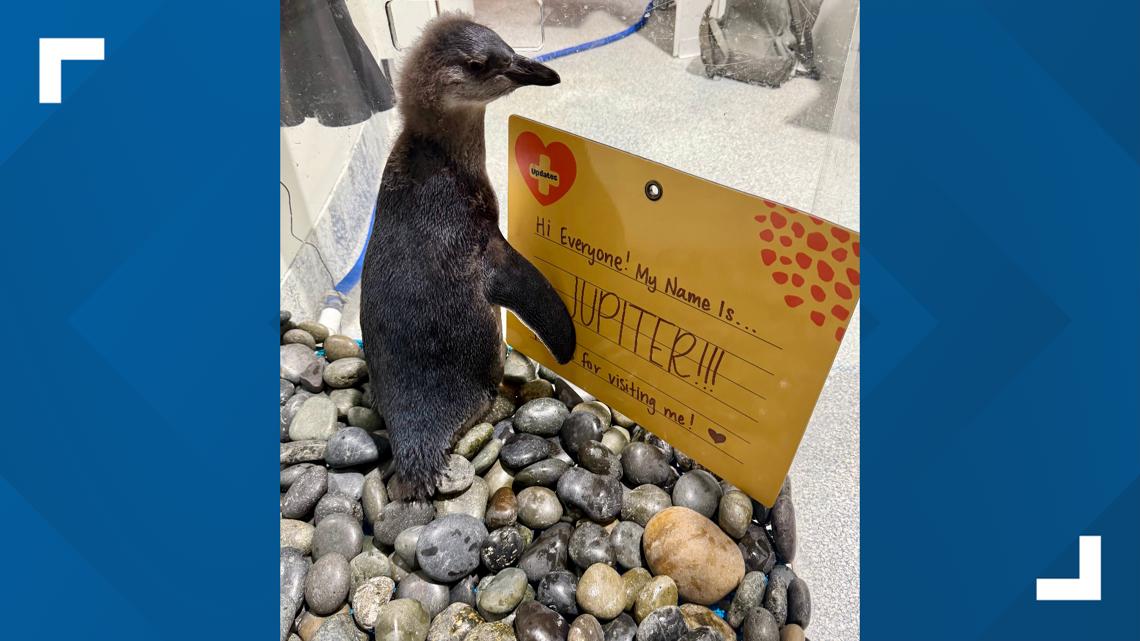 Audubon Aquarium announces name of endangered penguin chick after ...