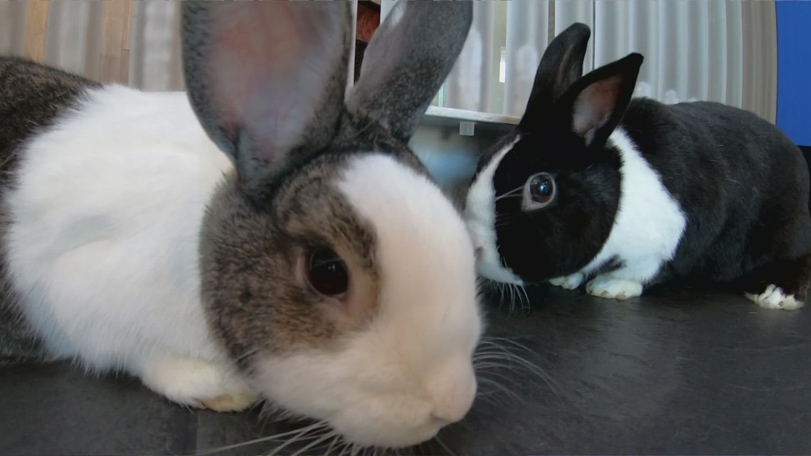 Animal advocates say rabbits aren't just an Easter present, they're ...