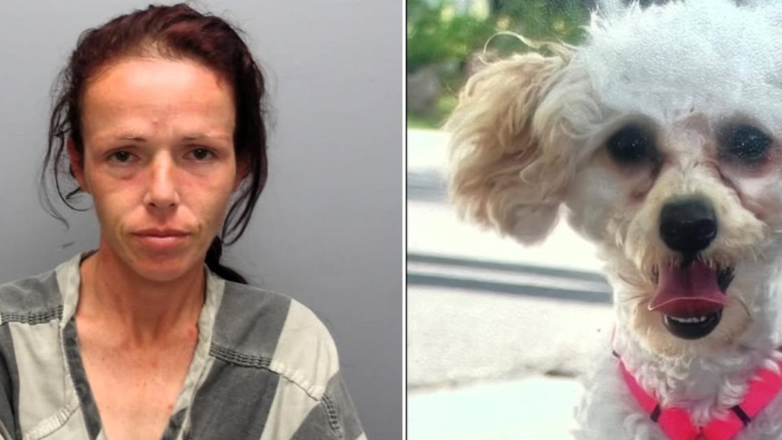 Arrest made in car theft but elderly poodle Fannie Mae still missing ...