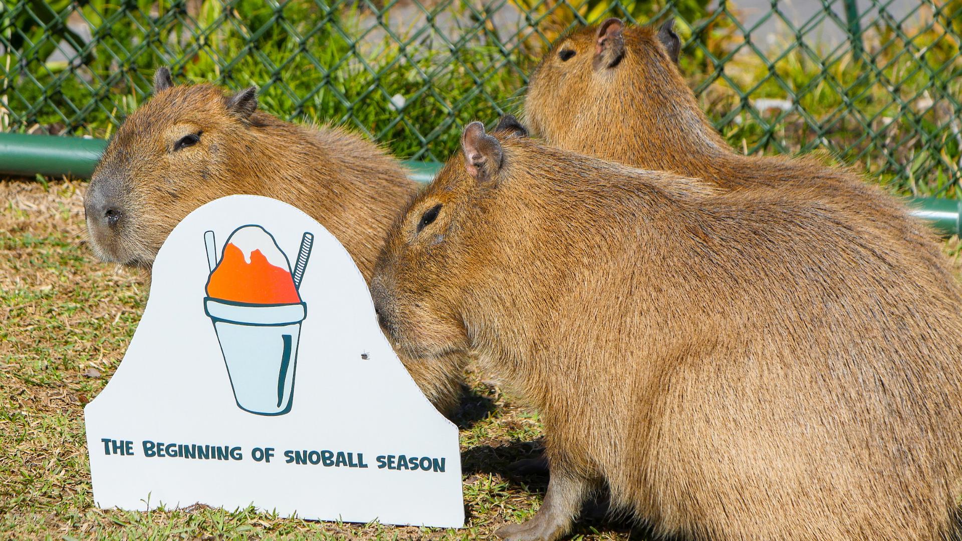 Six more weeks of winter? Audubon Zoo’s capybaras disagree on Groundhog ...