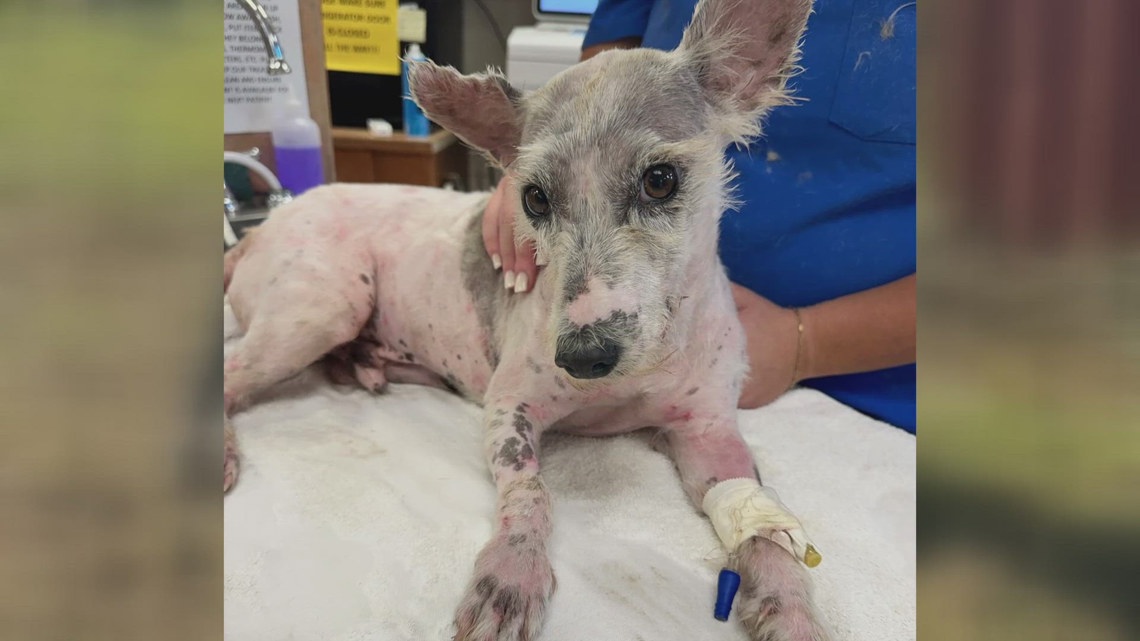 Dog missing for nearly 6 months, finally caught | wwltv.com