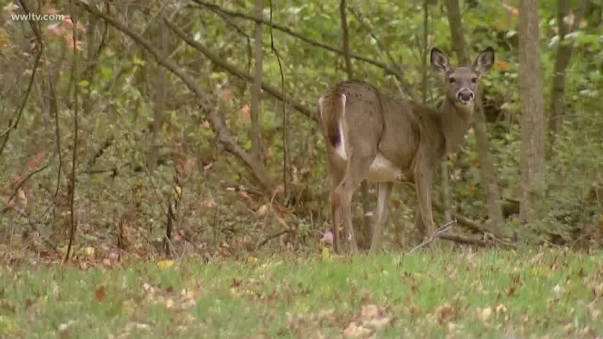 Spreading deer disease concerns local hunters | wwltv.com