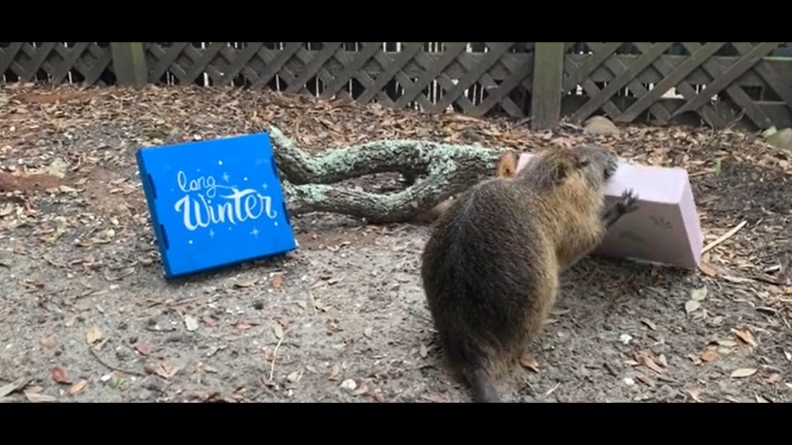 Nutria in New Orleans says spring-like weather is coming | wwltv.com