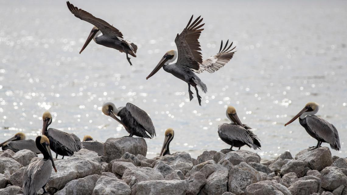 Restoration of Louisiana coastal islands leads to more brown pelican ...
