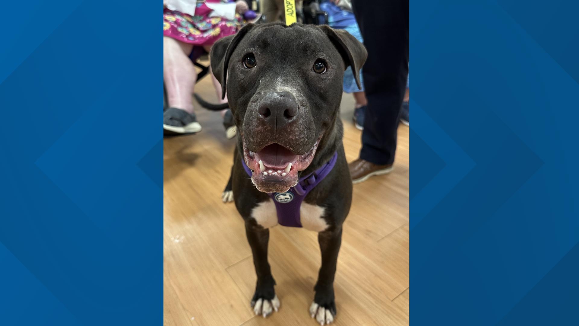 Golden Paws Connects Shelter Dogs With Seniors in Covington | wwltv.com