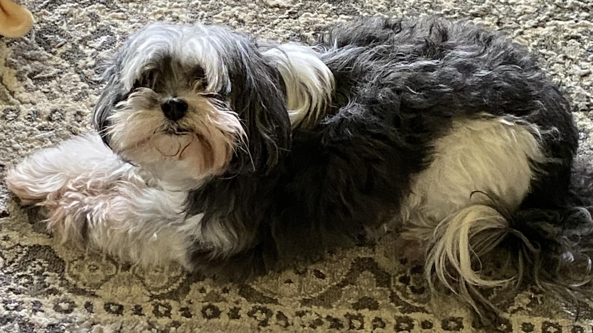 Northshore family looking for missing 13-year-old service dog | wwltv.com