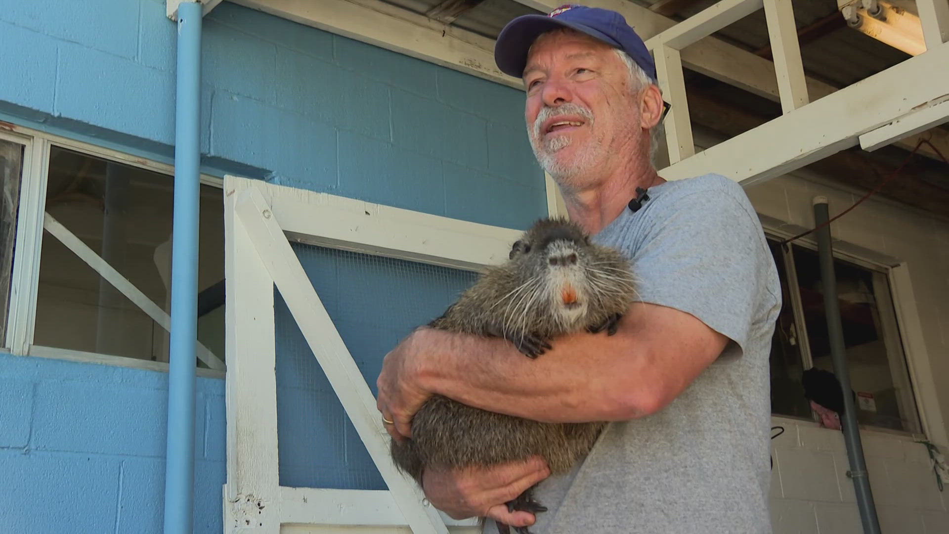 'Pray for him': Neuty the Nutria faces cancer battle | wwltv.com