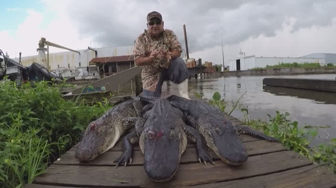 Fish & Game: It's alligator season! | wwltv.com