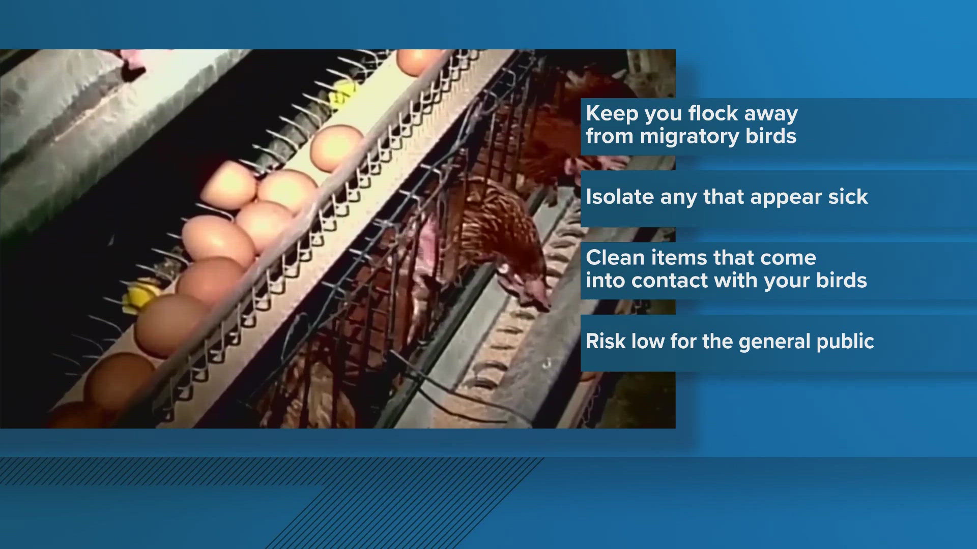 Louisiana patient is first severe bird flu case in US | wwltv.com