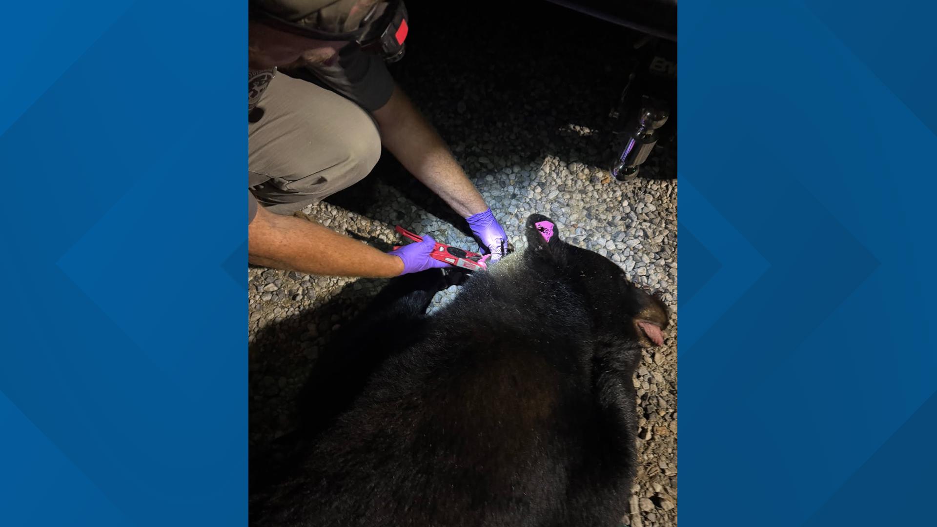 Black bear safely relocated from Baton Rouge church area | wwltv.com
