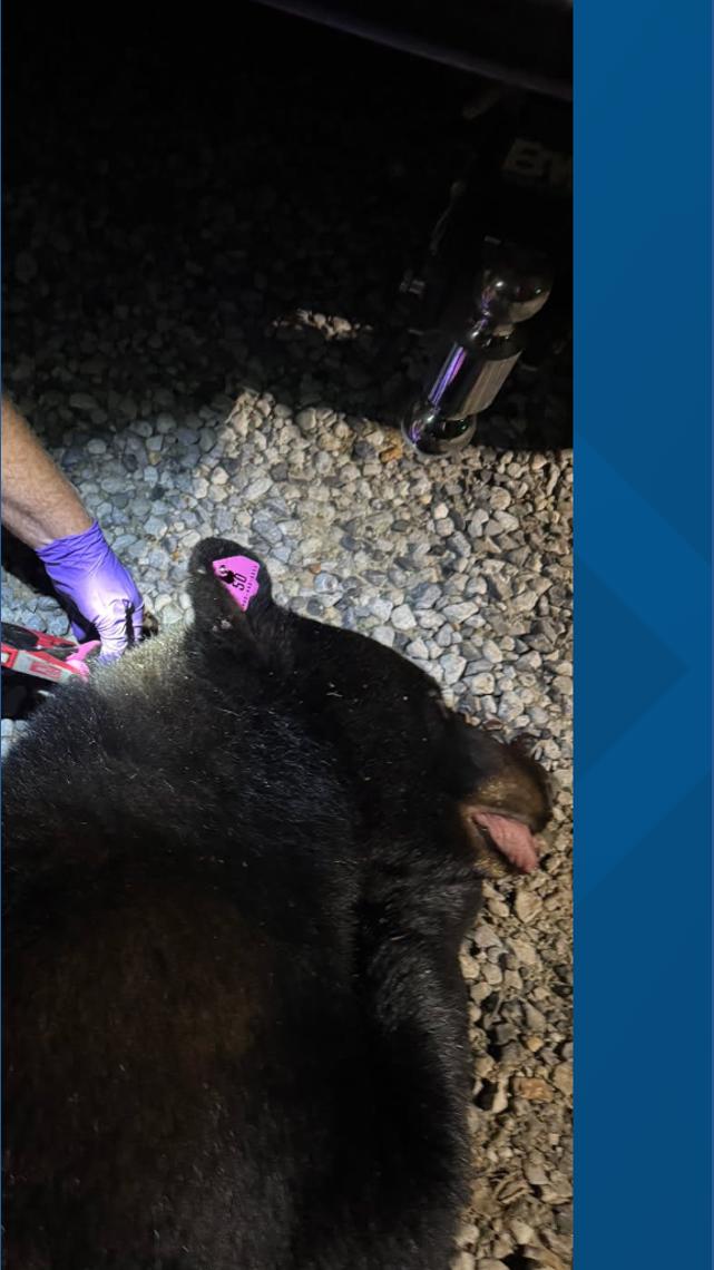 Black bear safely relocated from Baton Rouge church area | wwltv.com