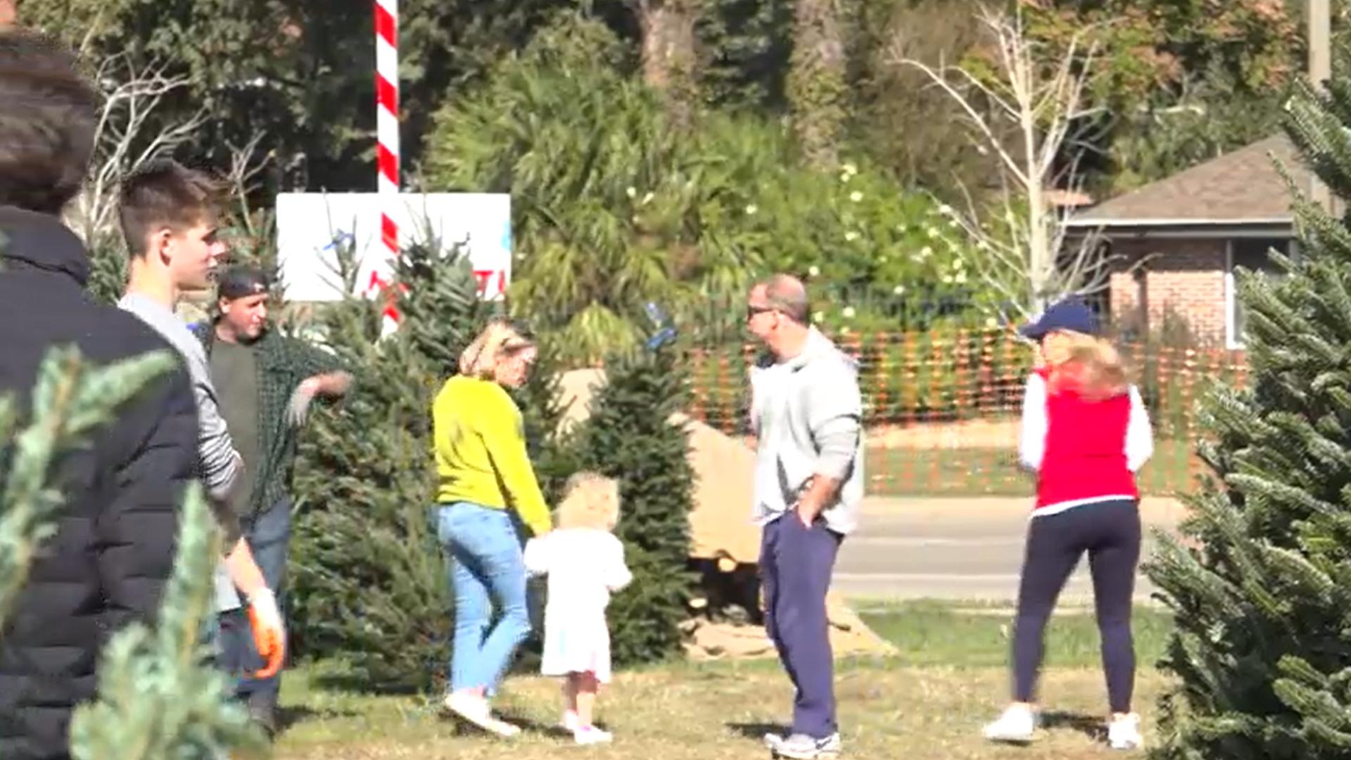 Real Christmas tree prices hold steady while artificial tree costs ...