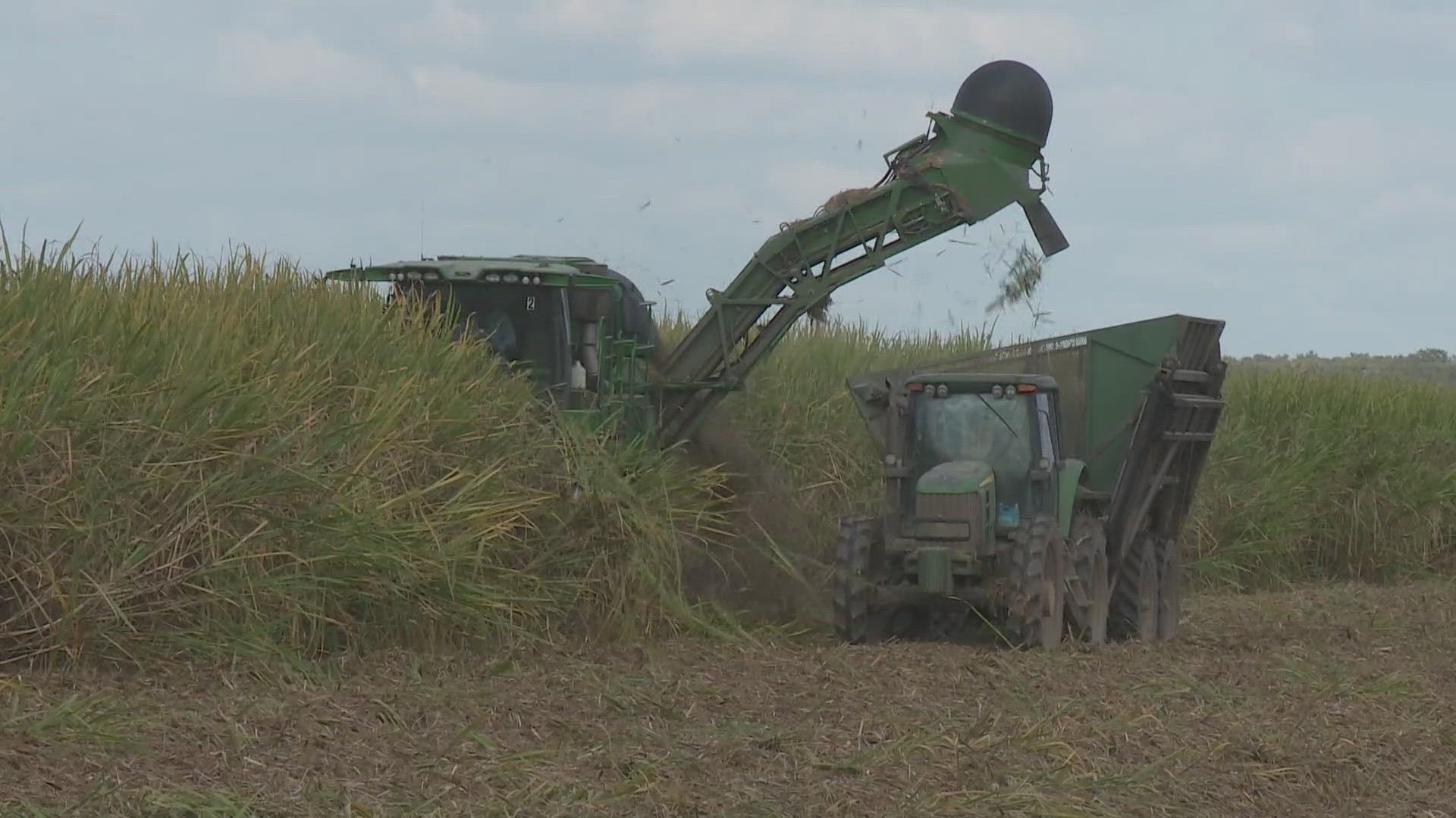 No sugar cane burning due to 'super fog' risk, ag commissioner says ...