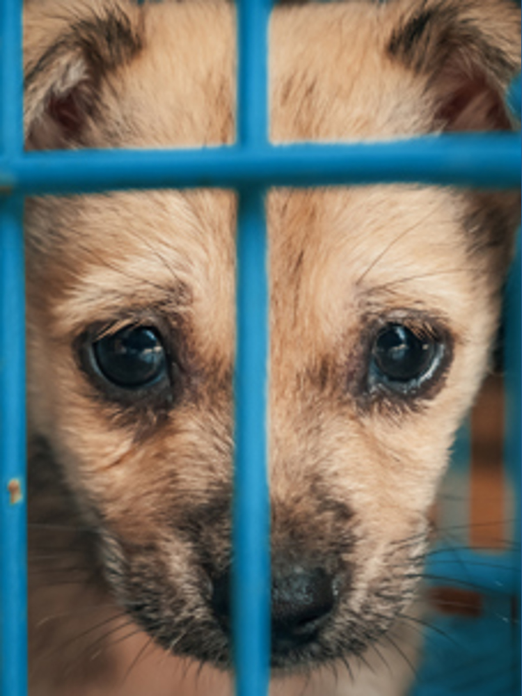 St. Tammany animal shelter in 'Mayday status,' warns some dogs face ...