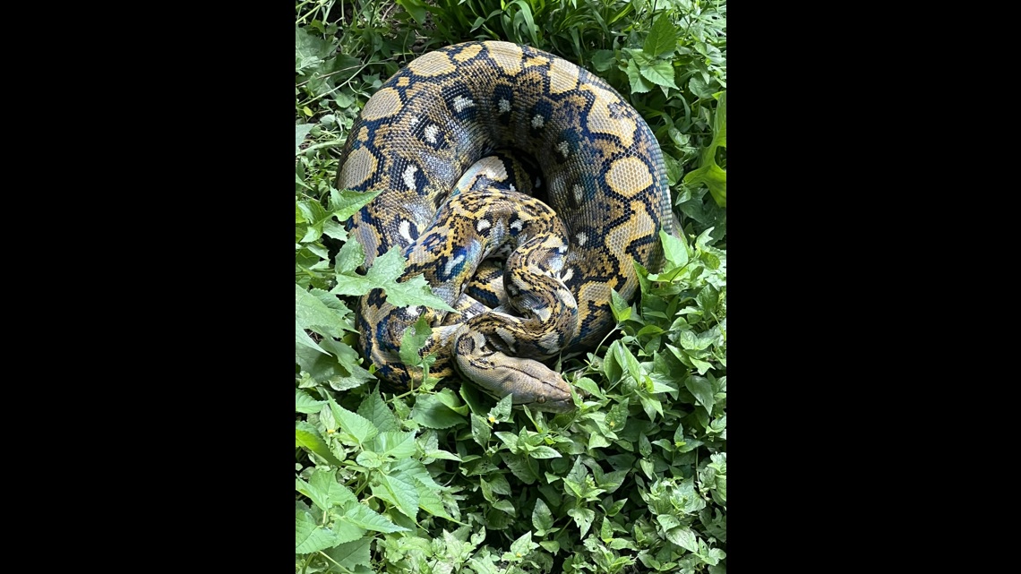 Houma man finds giant python in backyard | wwltv.com