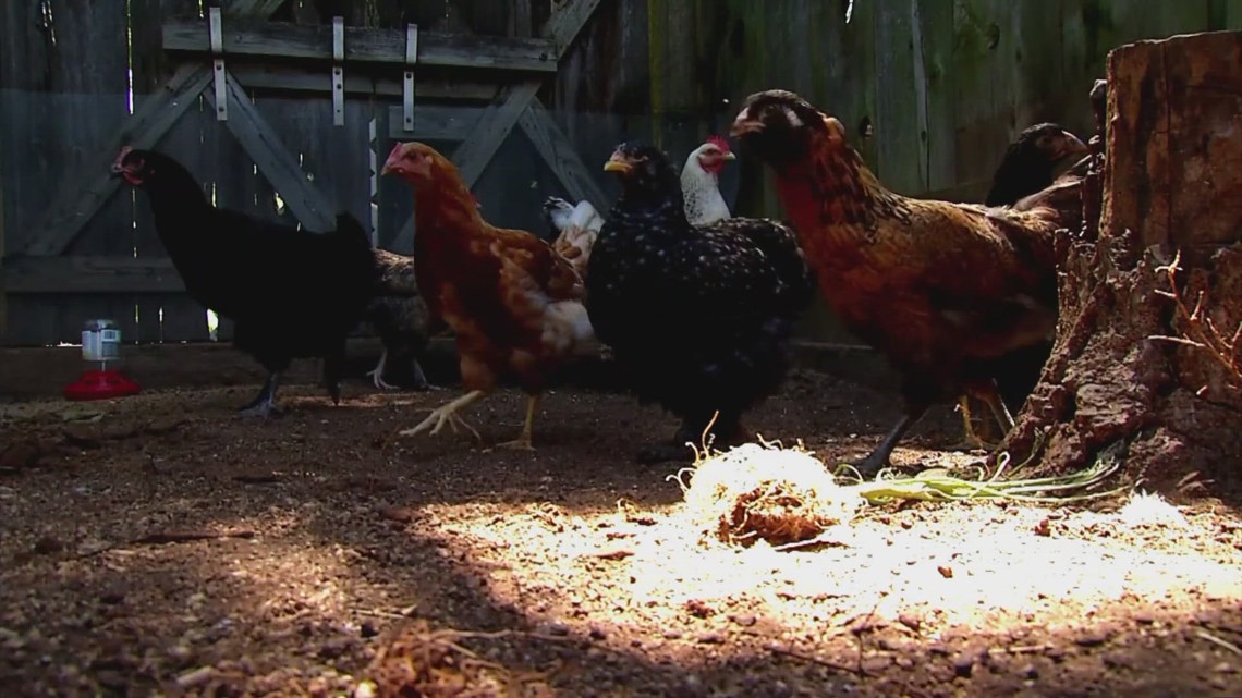 Rising Egg Prices Spur Backyard Chicken Boom, But Experts Warn of ...