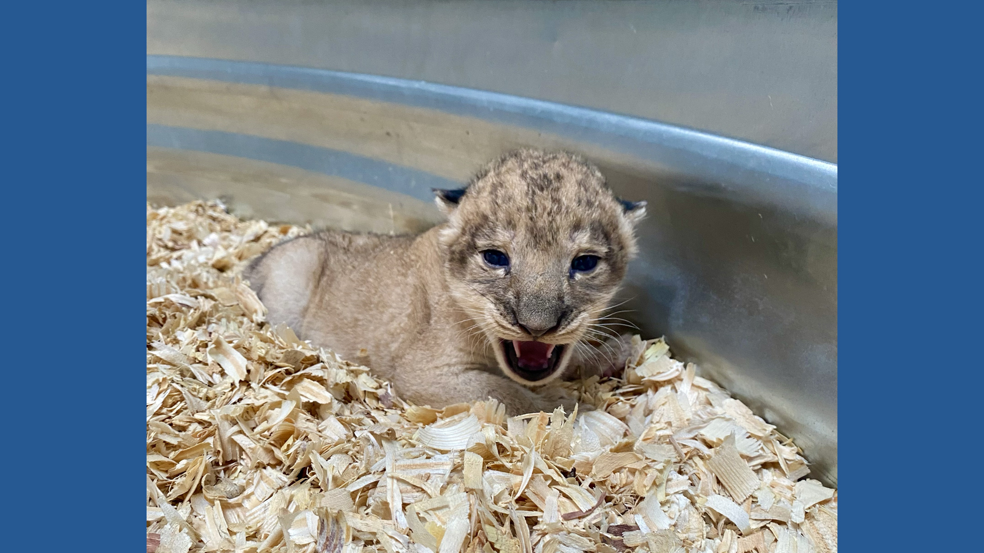 Audubon Zoo announces birth of 3 African lion cubs | wwltv.com