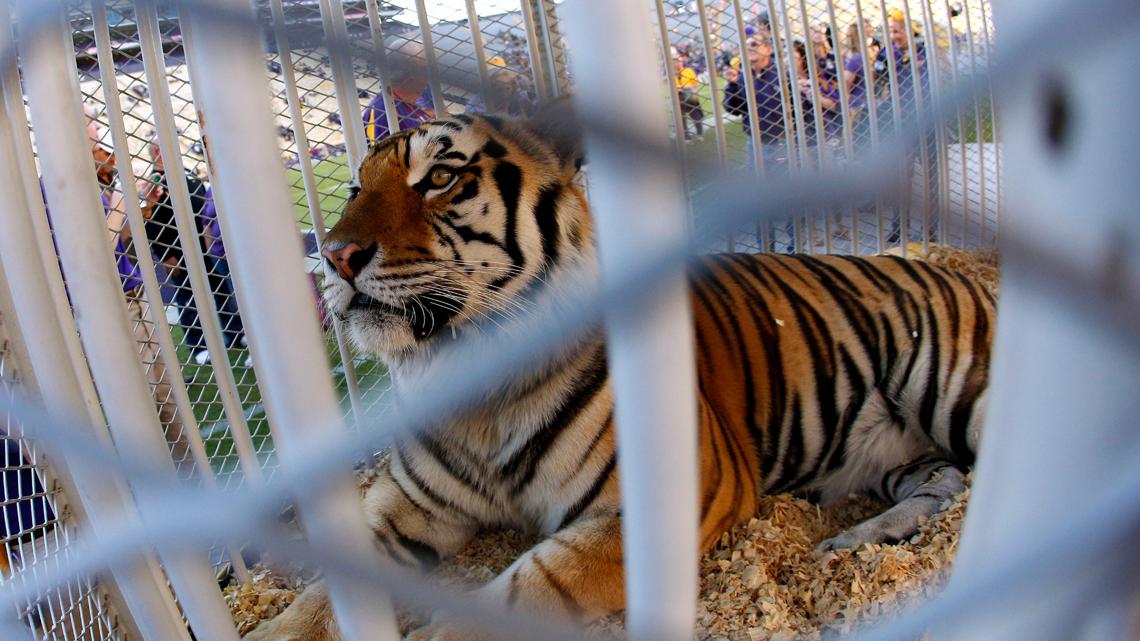 Louisiana governor supports bringing back tradition of having a live ...