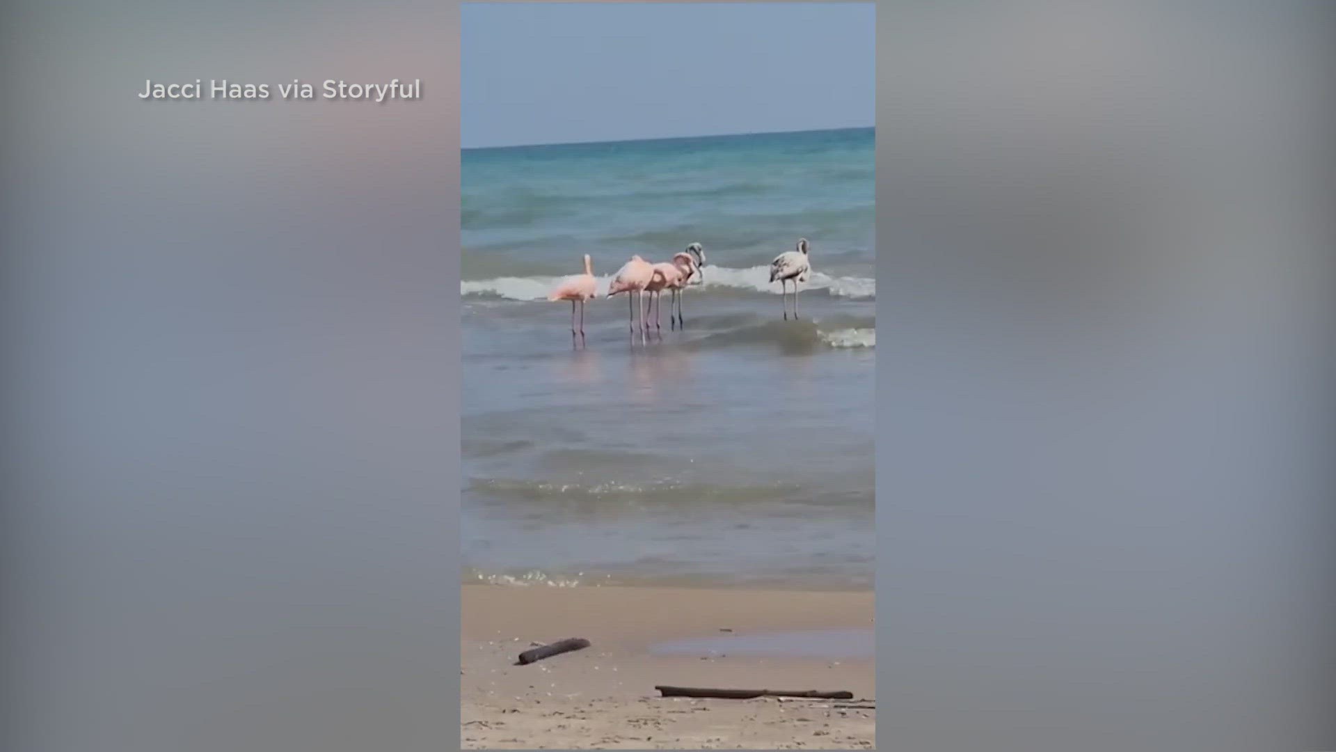 Flamboyance of flamingos spotted in Michigan after tropical storm ...