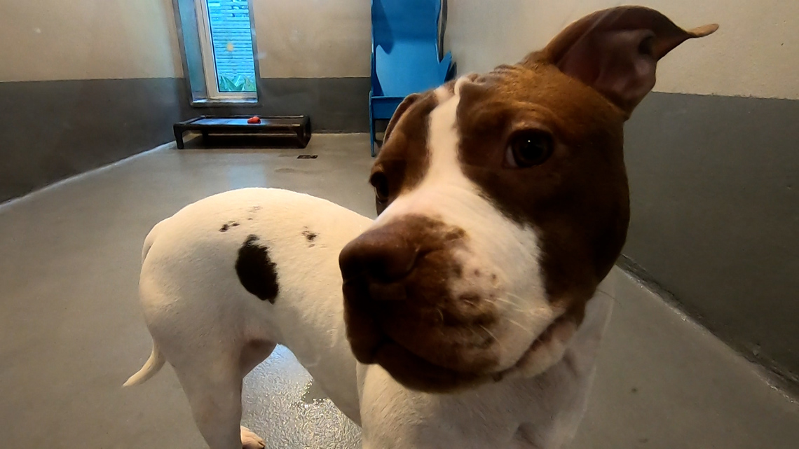 LASPCA reports 321 calls about animal attacks or bites so far this year ...