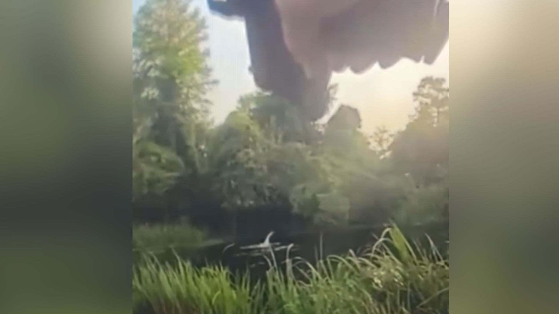 Watch: Video shows an alligator swimming behind a DWI suspect | wwltv.com
