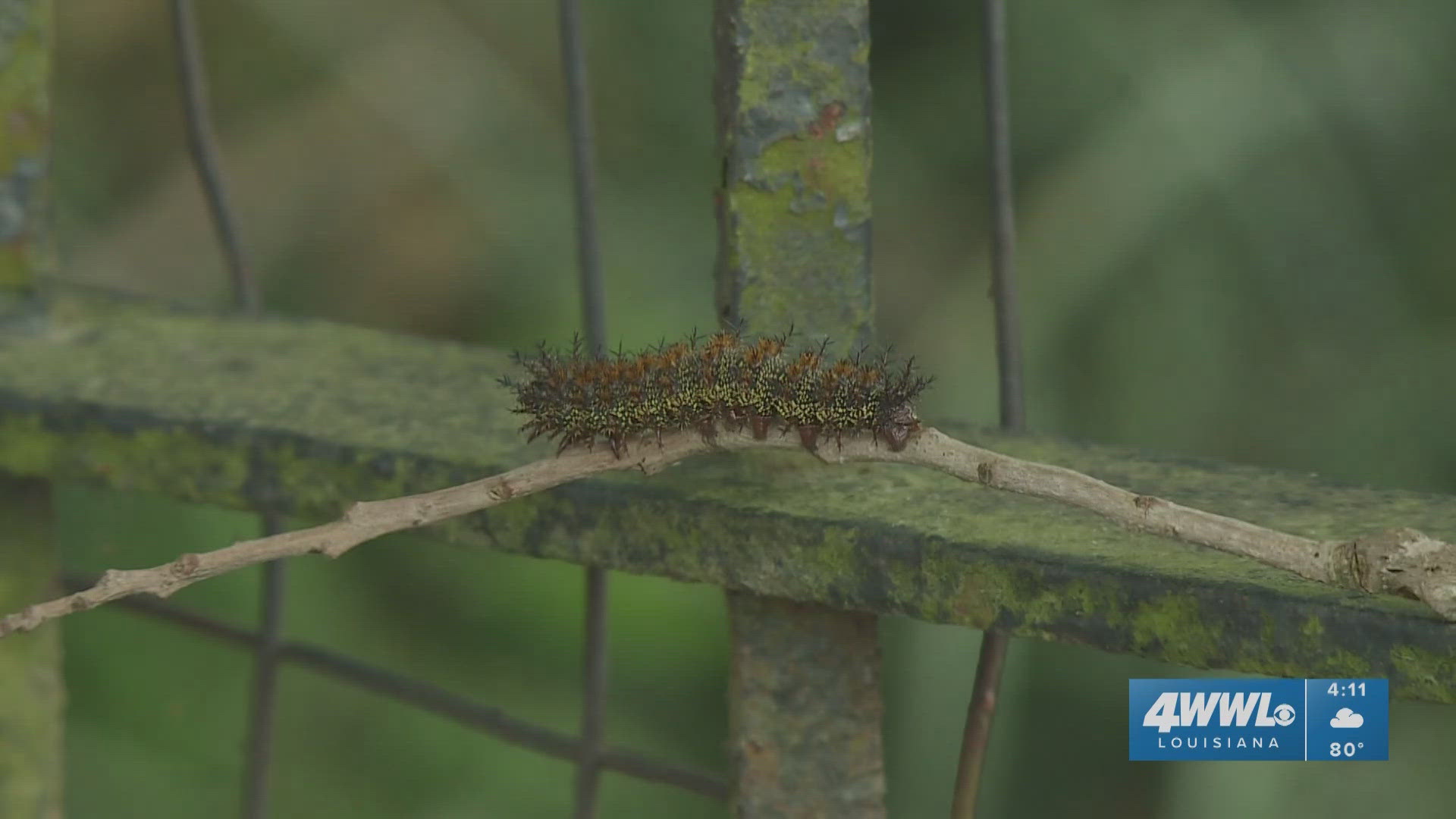 Buck moth season is here. What you should know. | wwltv.com