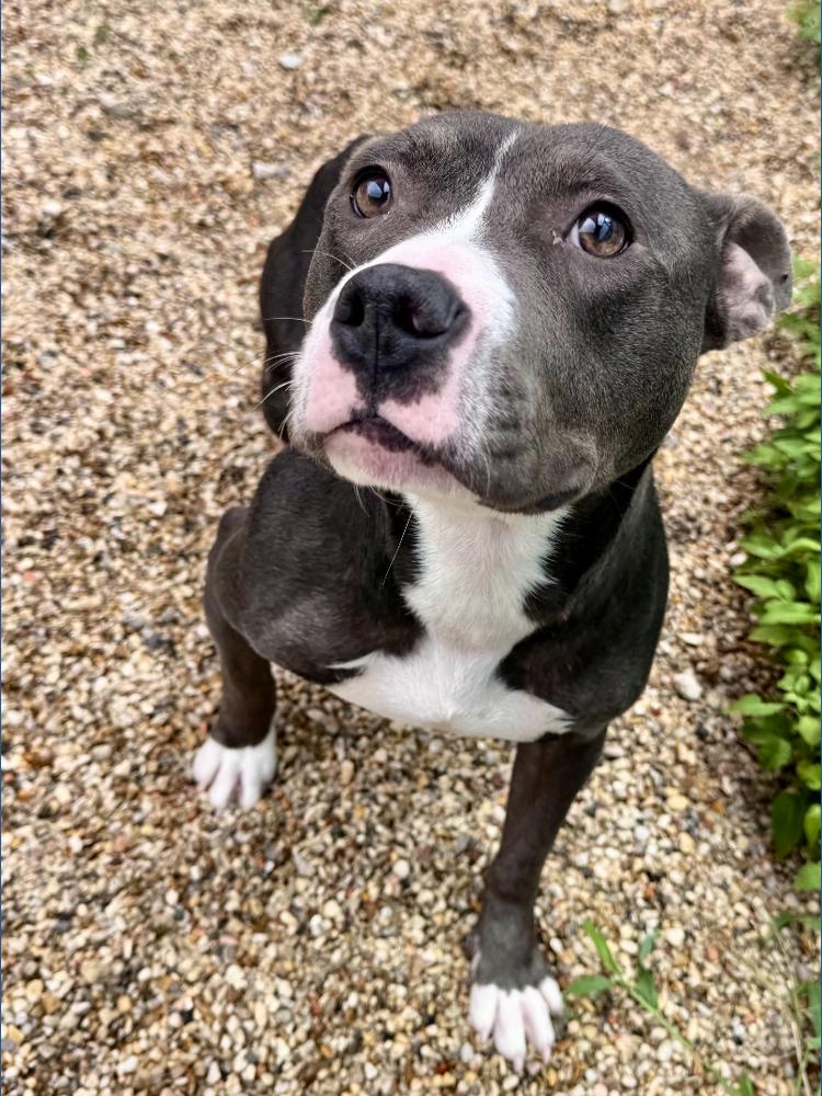 LASPCA calls for help after Plaquemines shelter AC failure forces pet ...