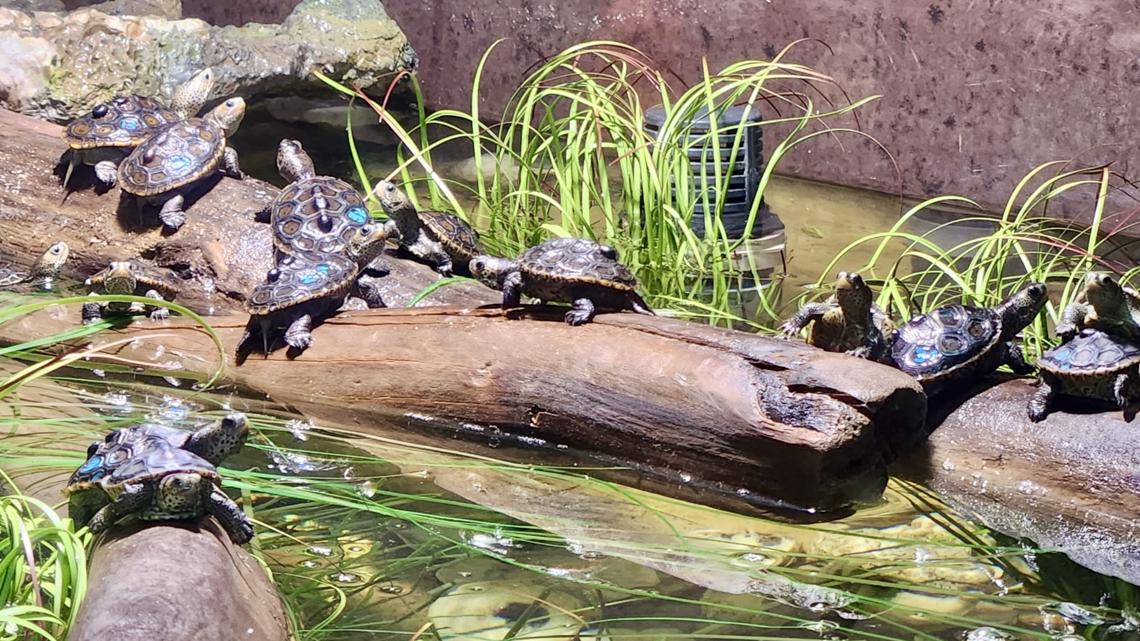 Marsh turtle hatchlings on display at Audubon Aquarium for conservation ...