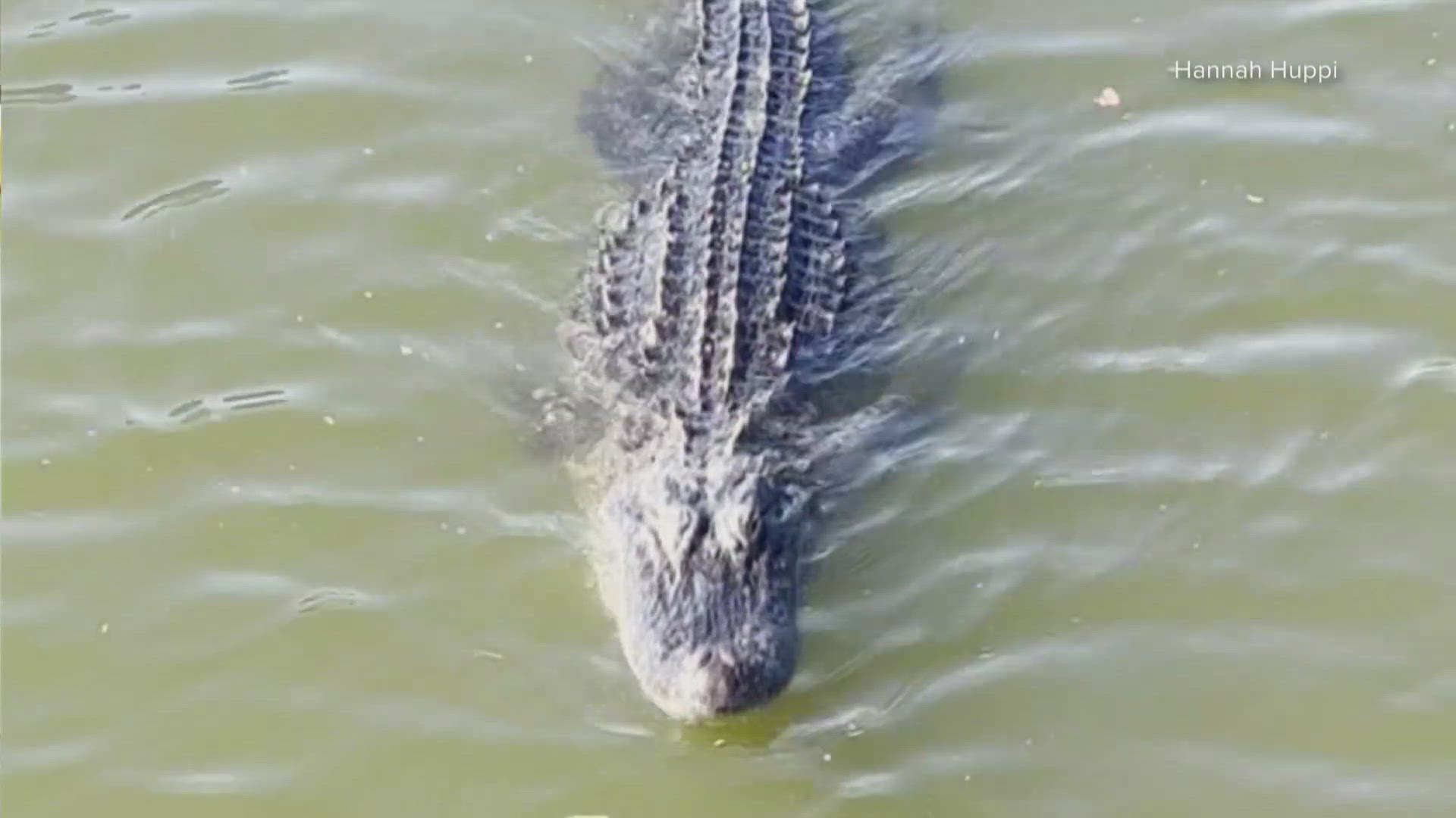 New Giant Gator in Bayou-Saint-John | Seen by Guinness Record Holder ...